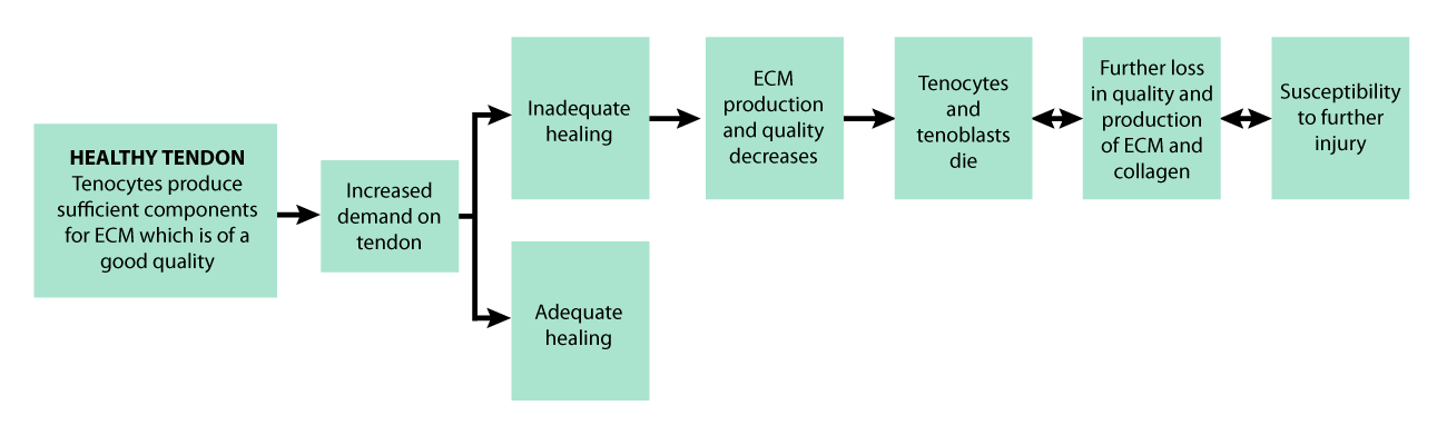 SportVis: 3 most common indications